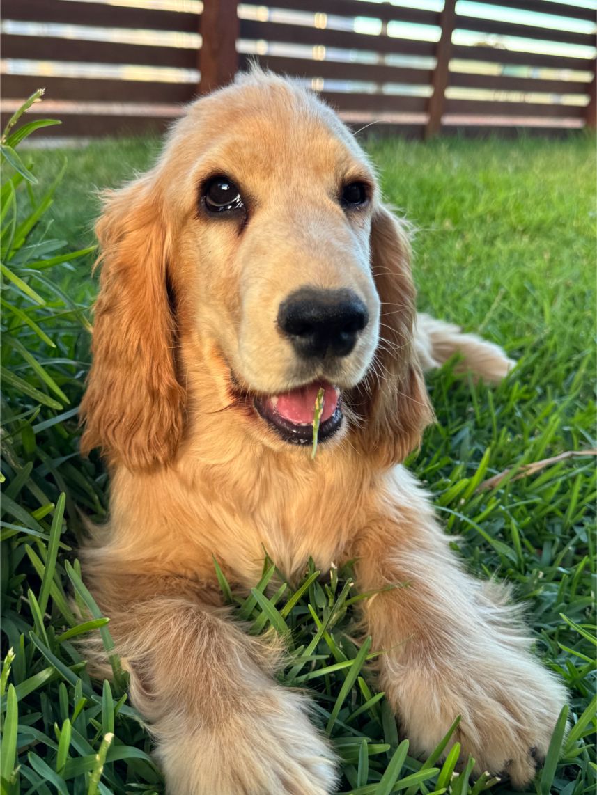 Cocker Spaniel Boy 1 | Domestic Animal | Ameys Puppies