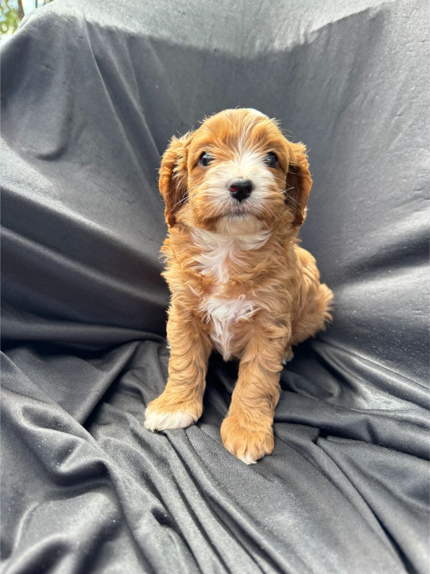 Cavoodle Puppies 7 | Domestic Animal | Ameys Puppies