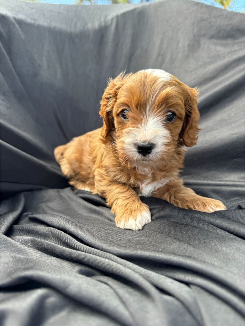 Cavoodle Puppies 7 | Domestic Animal | Ameys Puppies