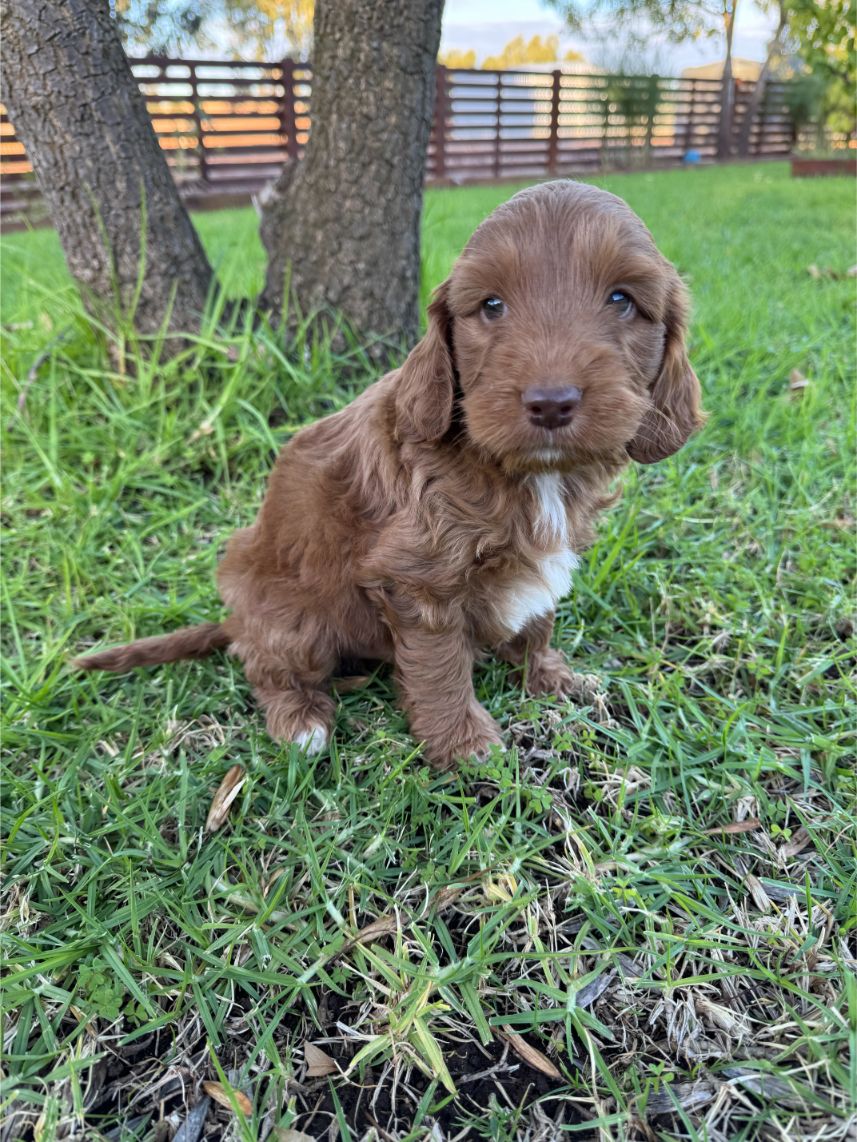 Spoodle Puppies for Sale Melbourne | Amey's Puppies
