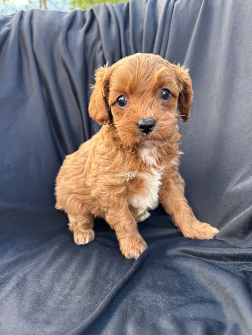 Cavoodle Puppies 7 | Domestic Animal | Ameys Puppies