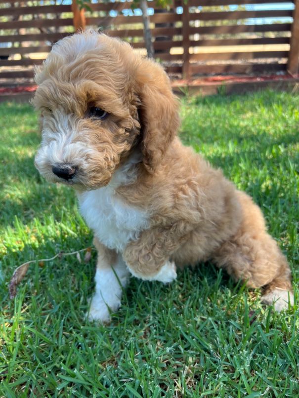 Medium Groodle Boy 5 | Domestic Animal | Ameys Puppies