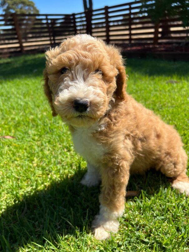 Medium Groodle Boy 5 | Domestic Animal | Ameys Puppies