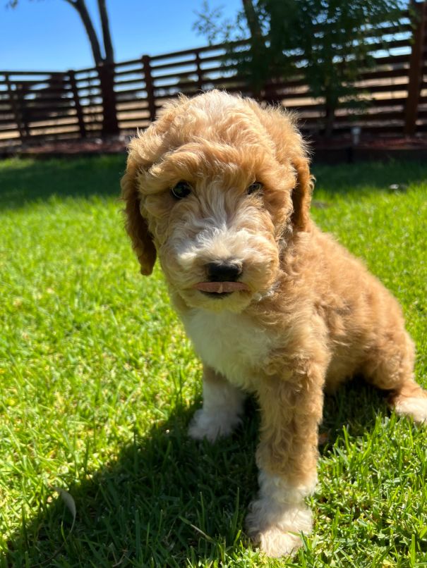 Medium Groodle Boy 5 | Domestic Animal | Ameys Puppies