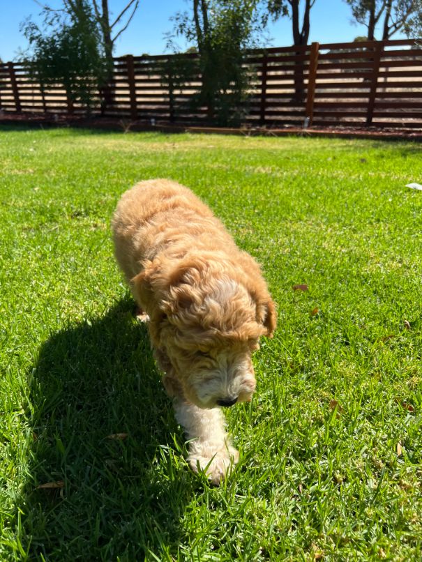 Medium Groodle Boy 5 | Domestic Animal | Ameys Puppies