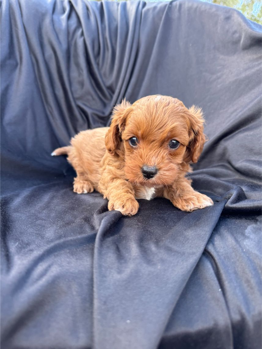 Cavoodle Puppies 7 | Domestic Animal | Ameys Puppies