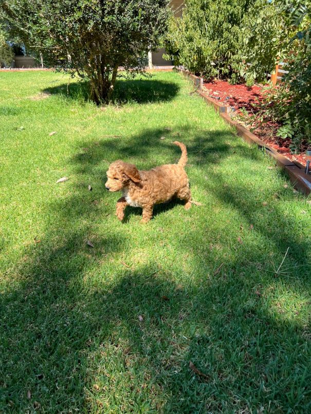 Medium Groodle Boy 5 | Domestic Animal | Ameys Puppies