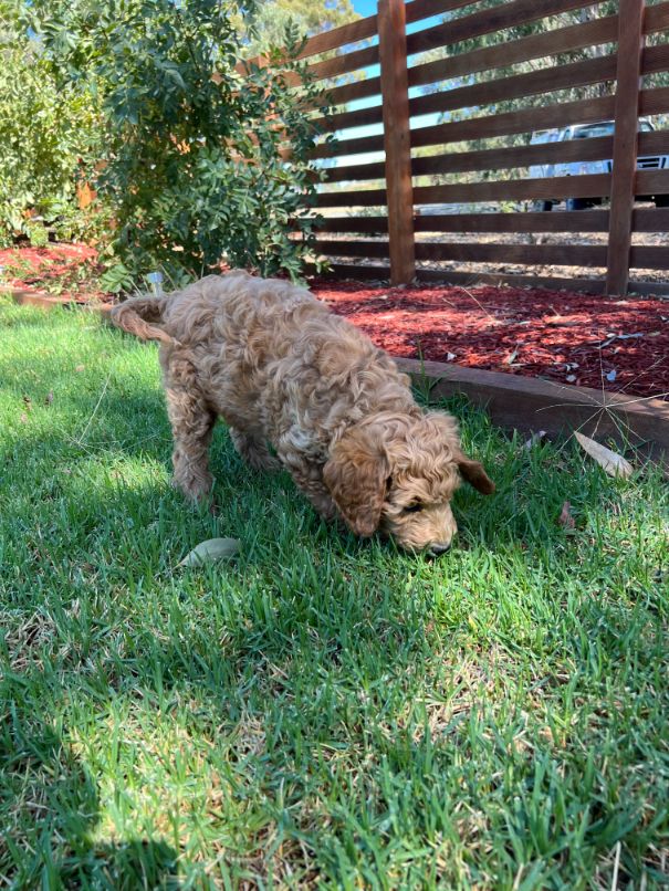 Medium Groodle Boy 5 | Domestic Animal | Ameys Puppies