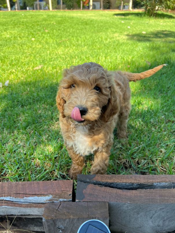 Medium Groodle Boy 5 | Domestic Animal | Ameys Puppies