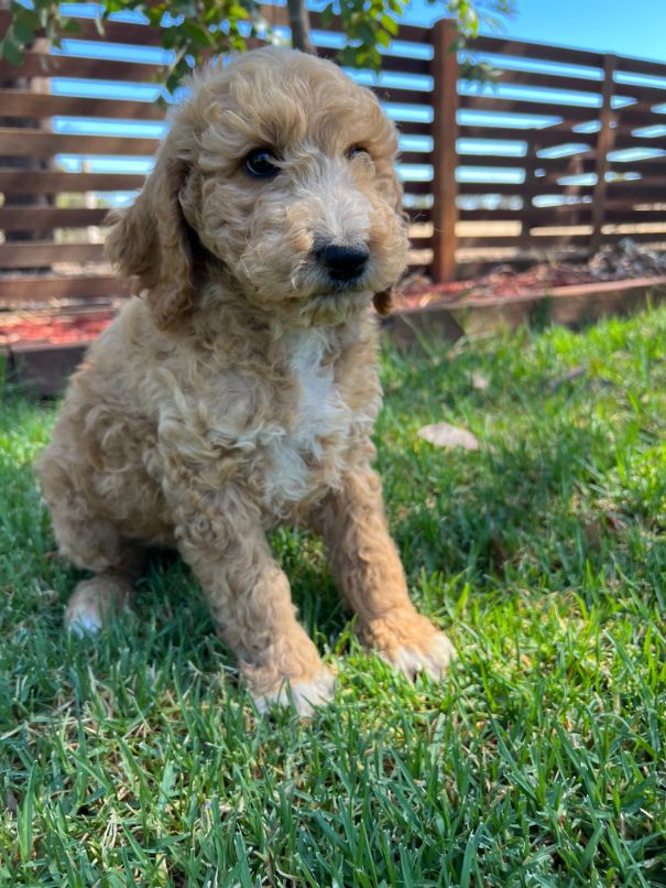 Medium Groodle Boy 5 | Domestic Animal | Ameys Puppies