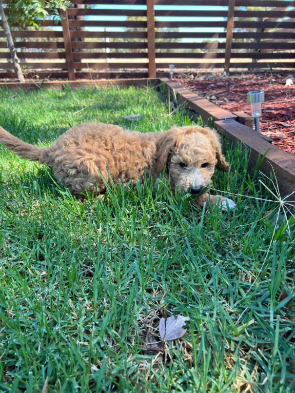 Medium Groodle Boy 5 | Domestic Animal | Ameys Puppies