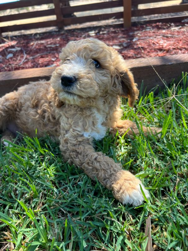 Medium Groodle Boy 5 | Domestic Animal | Ameys Puppies