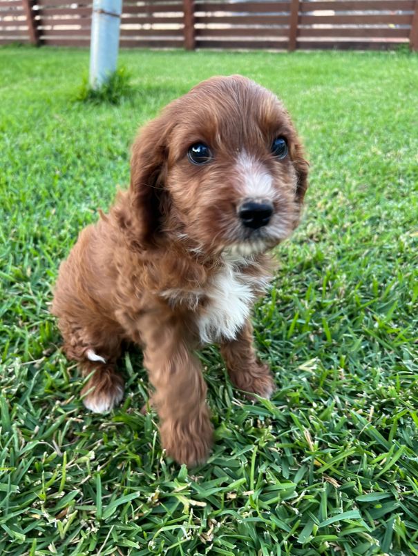 Cavoodle Puppies 7 | Domestic Animal | Ameys Puppies