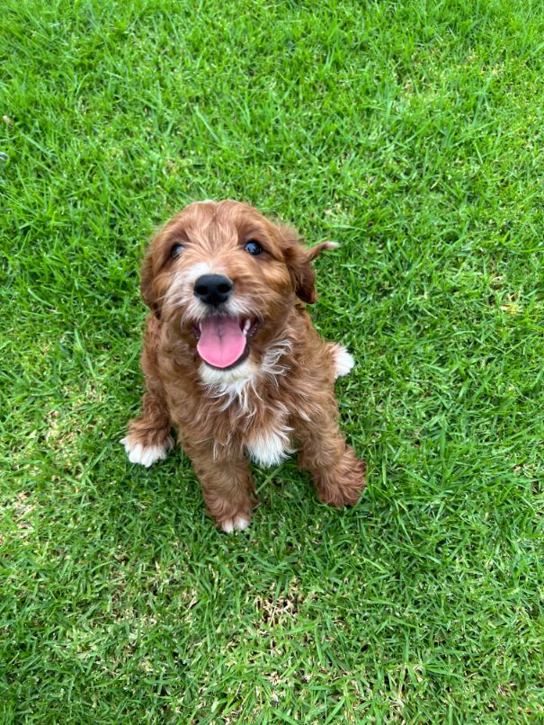 Cavoodle Puppies 7 | Domestic Animal | Ameys Puppies