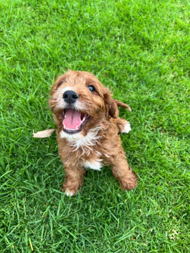 Cavoodle Puppies 7 | Domestic Animal | Ameys Puppies