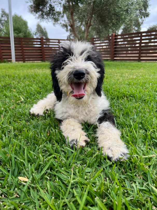 Sheepadoodle Boy 3 - SOLD | Domestic Animal | Ameys Puppies