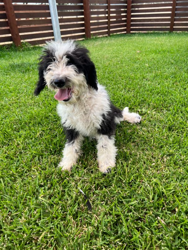 Sheepadoodle Boy 3 - SOLD | Domestic Animal | Ameys Puppies