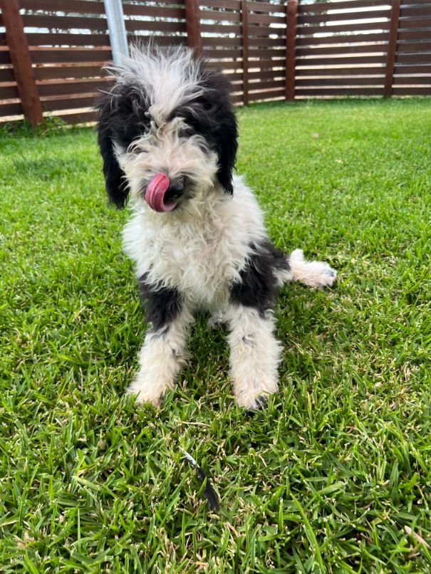 Sheepadoodle Boy 3 - SOLD | Domestic Animal | Ameys Puppies