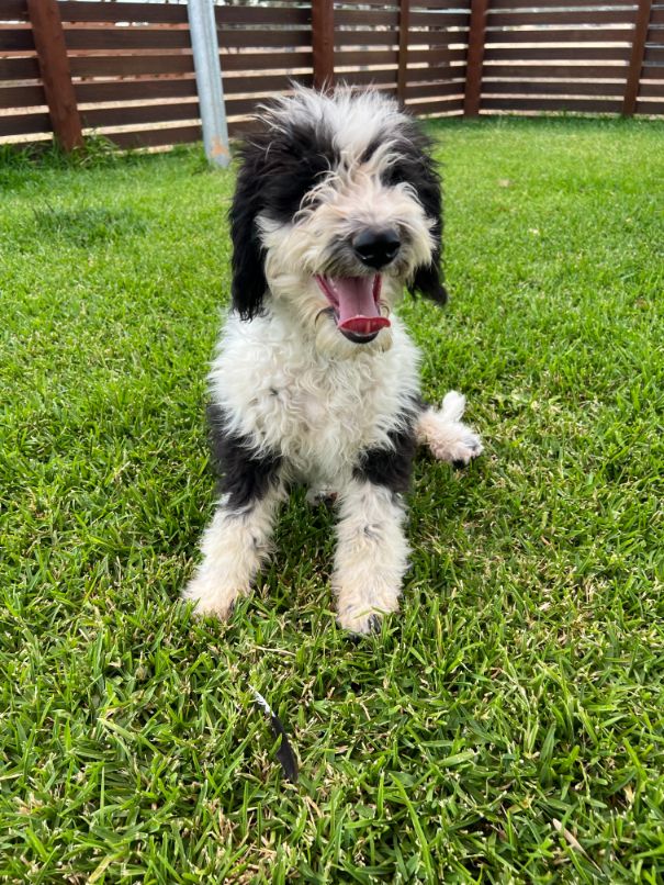 Sheepadoodle Boy 3 - SOLD | Domestic Animal | Ameys Puppies