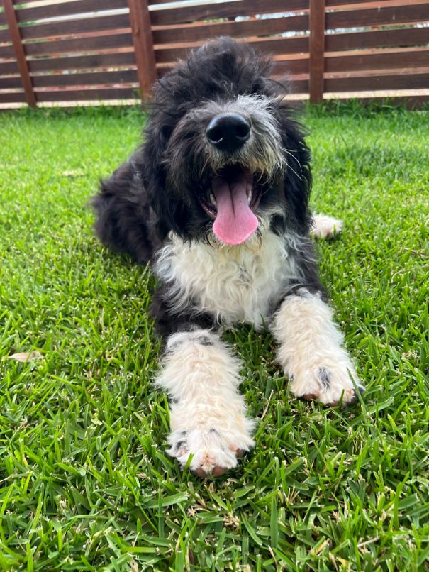 Sheepadoodle Boy 3 - SOLD | Domestic Animal | Ameys Puppies