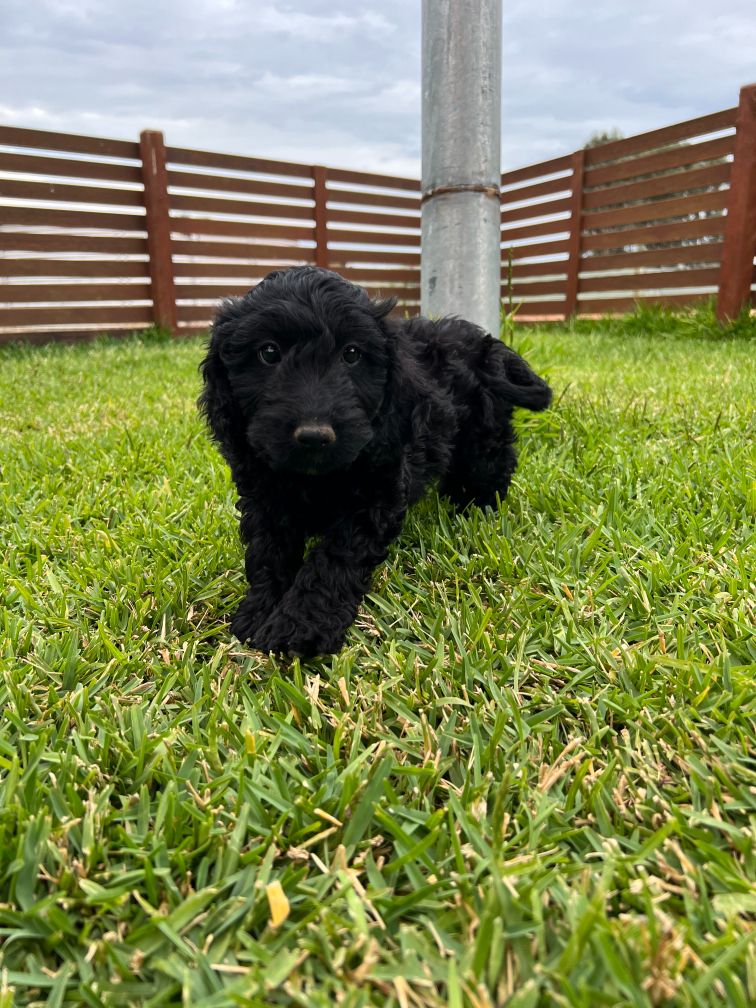 F1b Miniature Spoodle Girl 1 | Ameys Puppies