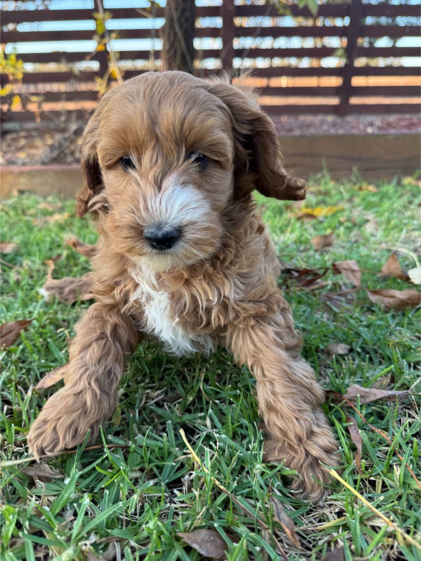 F1b Miniature Spoodle Girl 1 | Ameys Puppies