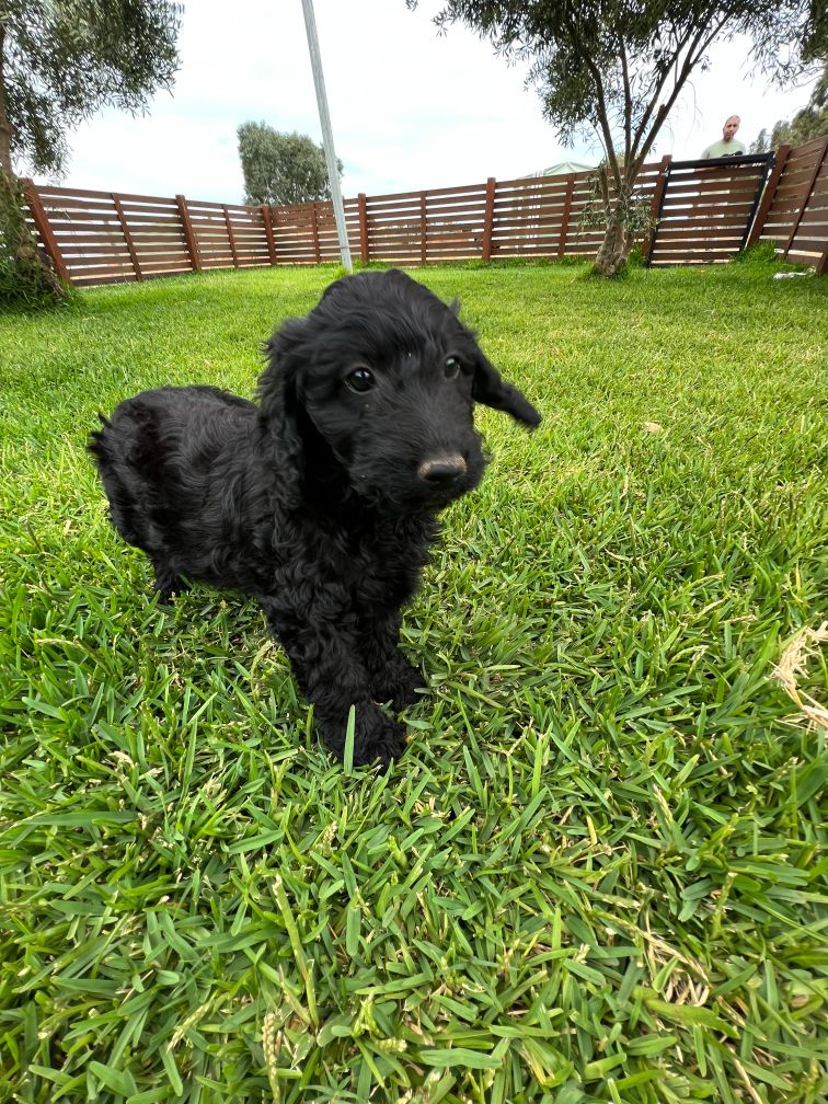 F1b Miniature Spoodle Girl 1 | Ameys Puppies
