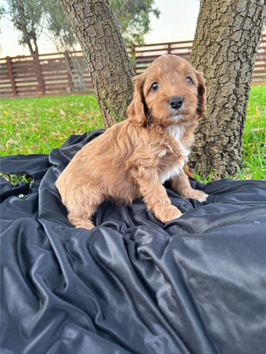 Cavoodle Puppies 7 | Domestic Animal | Ameys Puppies
