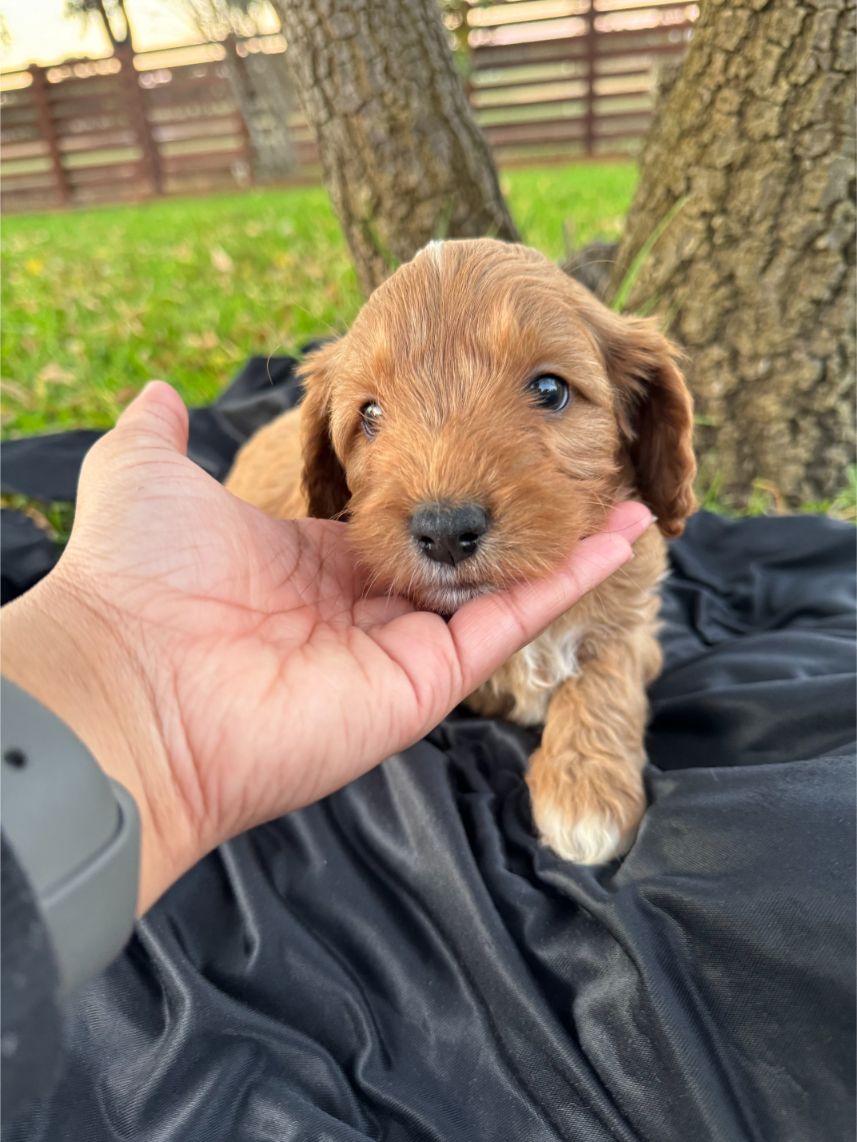 Cavoodle Puppies 7 | Domestic Animal | Ameys Puppies