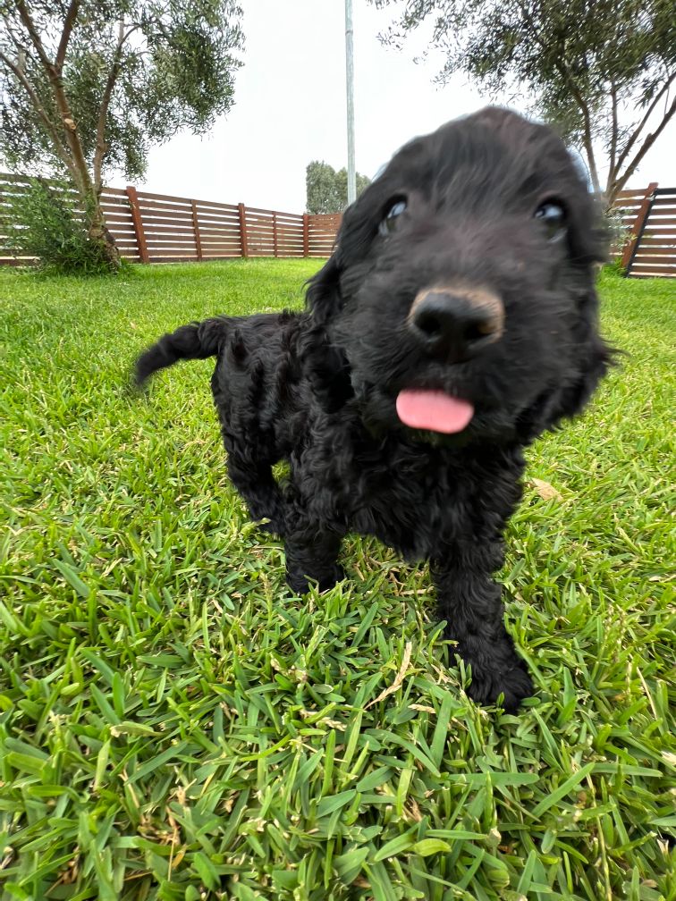 F1b Miniature Spoodle Girl 1 | Ameys Puppies