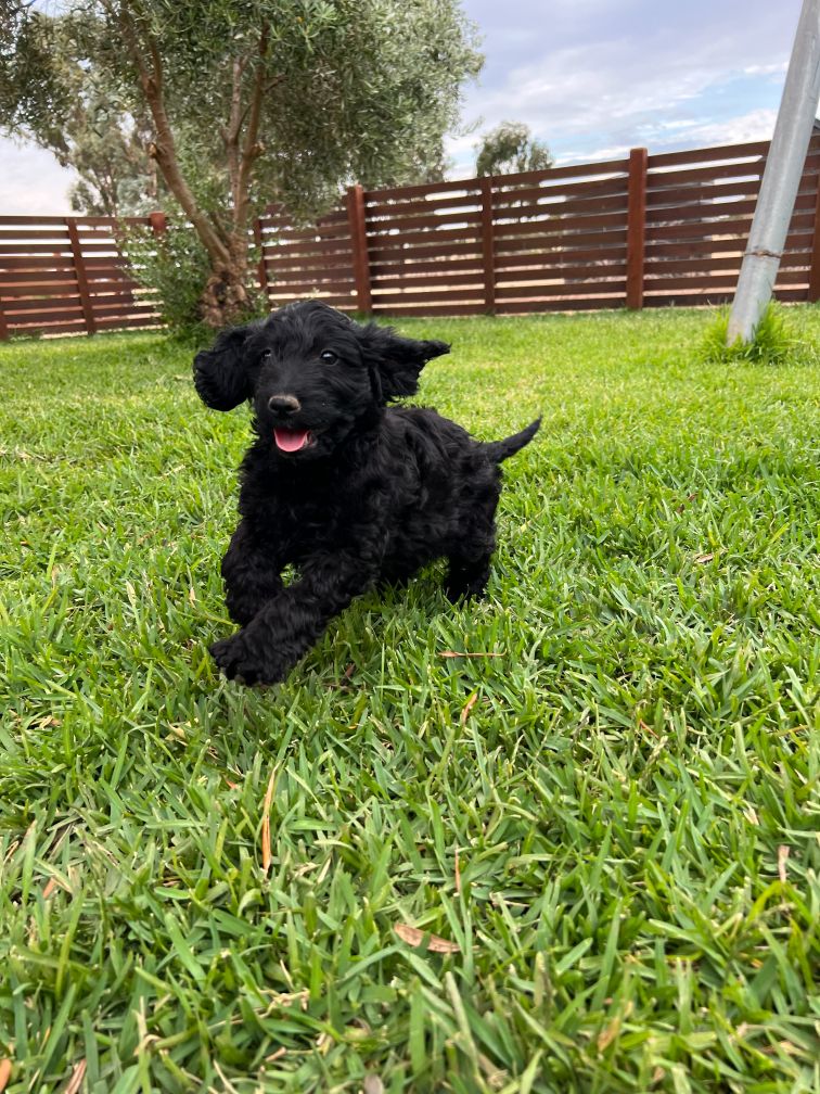 F1b Miniature Spoodle Girl 1 | Ameys Puppies