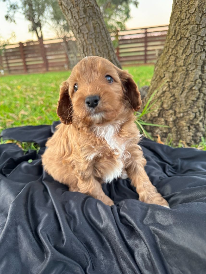 Cavoodle Puppies 7 | Domestic Animal | Ameys Puppies