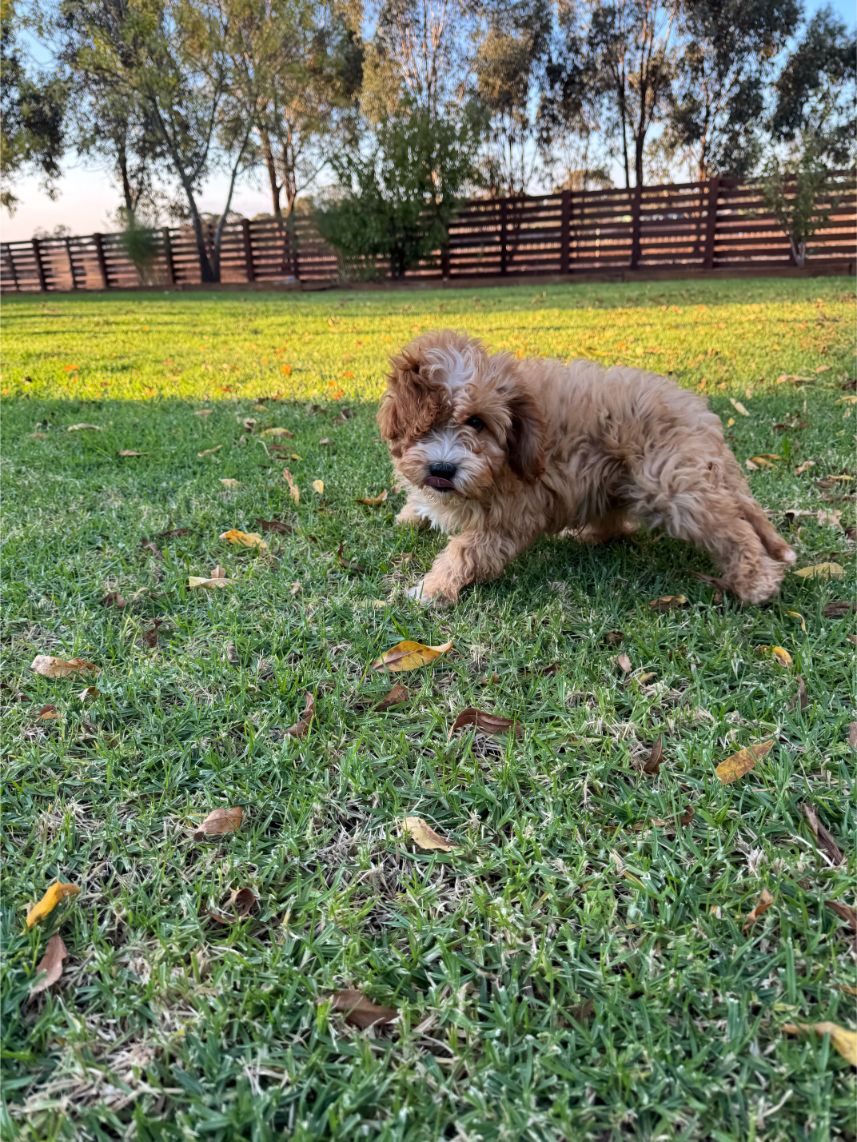Cavoodle Puppies 7 | Domestic Animal | Ameys Puppies