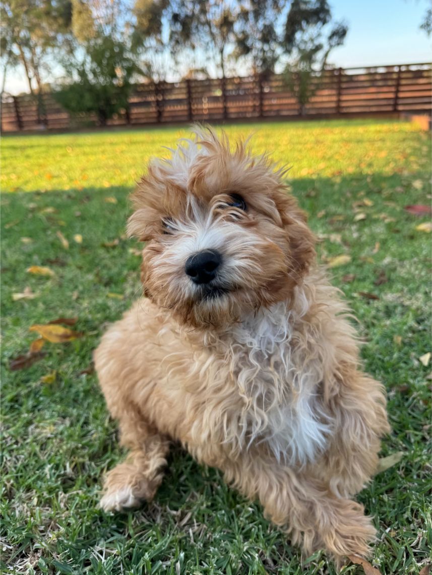 Buy Cavoodle Puppies for Sale Melbourne | Amey’s Puppies