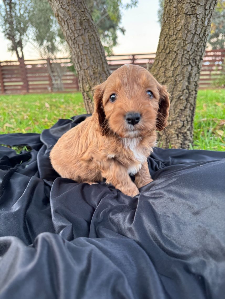 Cavoodle Puppies 7 | Domestic Animal | Ameys Puppies