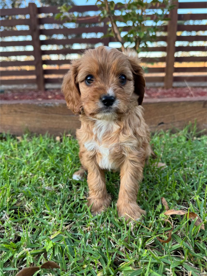 Cavoodle Puppies 7 | Domestic Animal | Ameys Puppies
