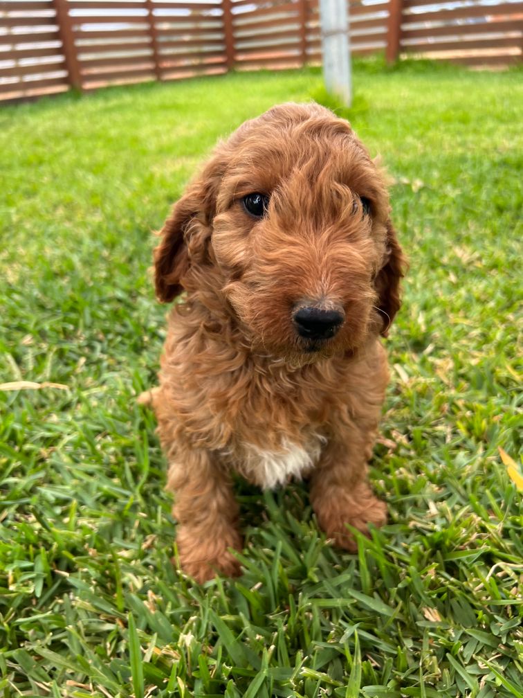 F1b Miniature Spoodle Girl 1 | Ameys Puppies