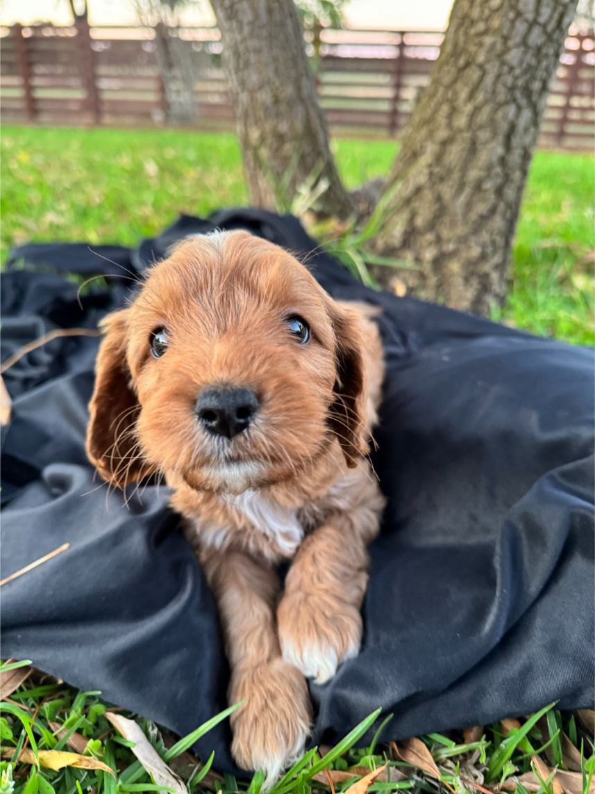 Cavoodle Puppies 7 | Domestic Animal | Ameys Puppies