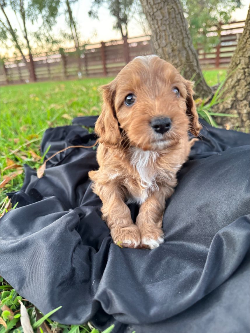Cavoodle Puppies 7 | Domestic Animal | Ameys Puppies
