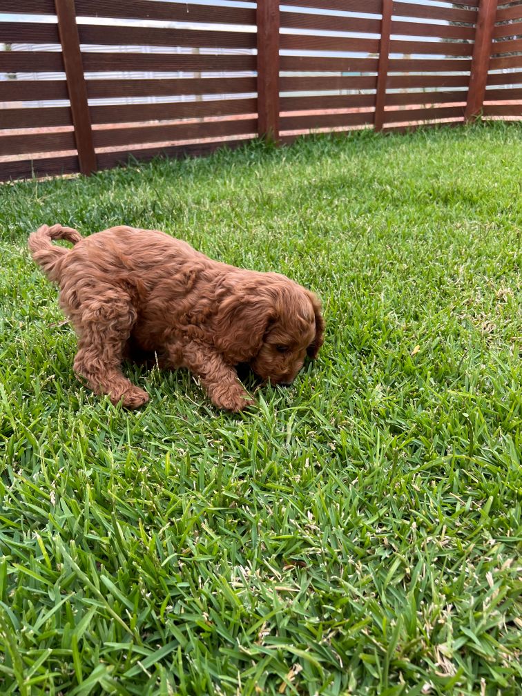 F1b Miniature Spoodle Girl 1 | Ameys Puppies