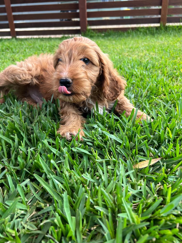 F1b Miniature Spoodle Girl 1 | Ameys Puppies