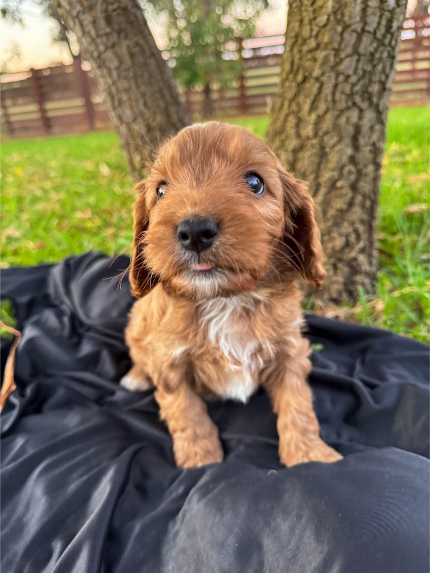 Cavoodle Puppies 7 | Domestic Animal | Ameys Puppies