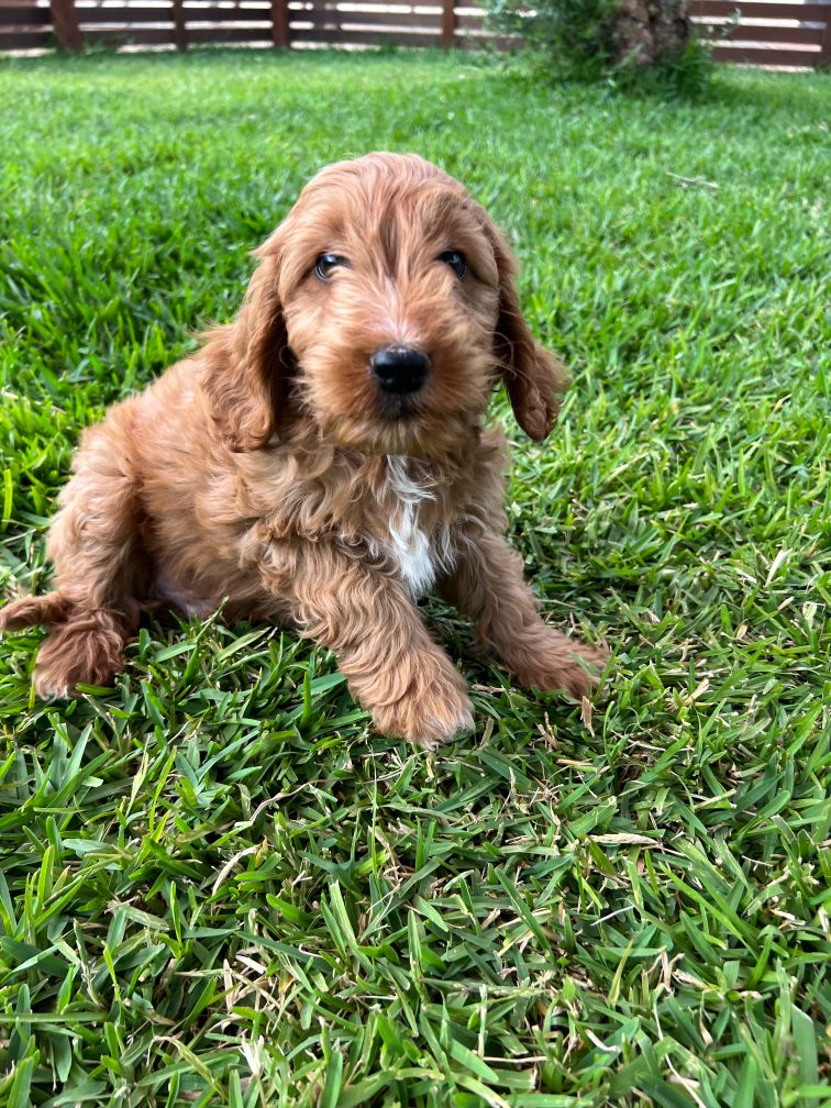 F1b Miniature Spoodle Girl 1 | Ameys Puppies