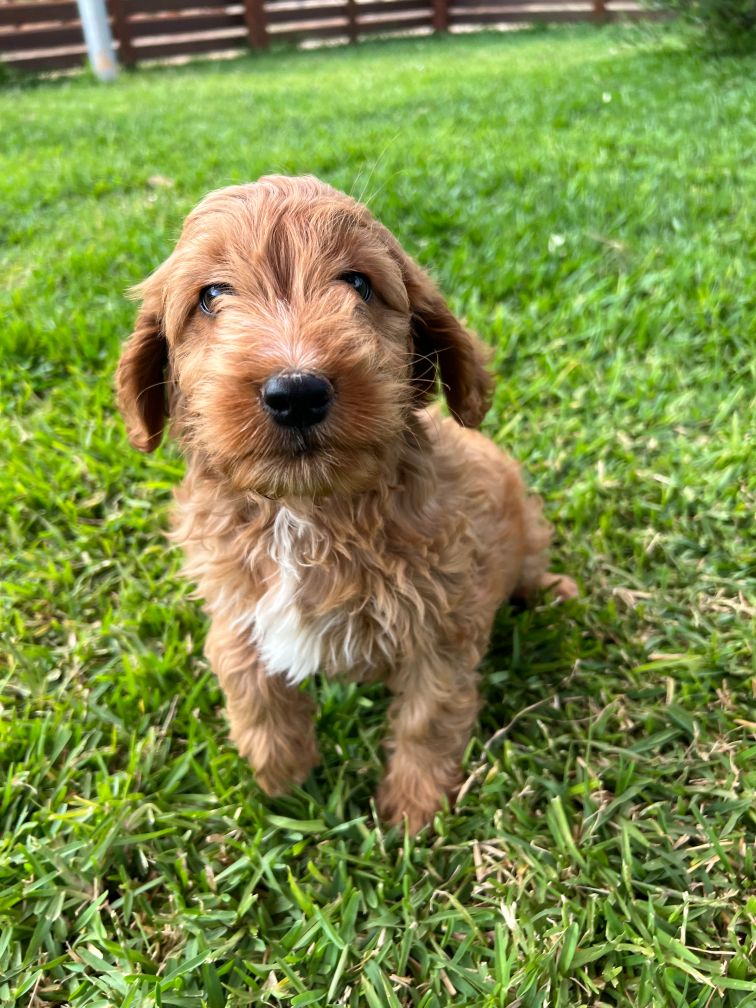 F1b Miniature Spoodle Girl 1 | Ameys Puppies