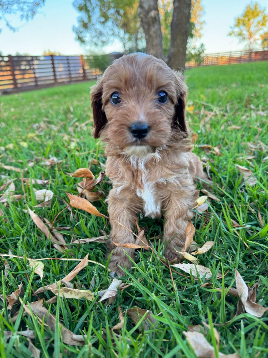 Cavoodle Puppies 7 | Domestic Animal | Ameys Puppies