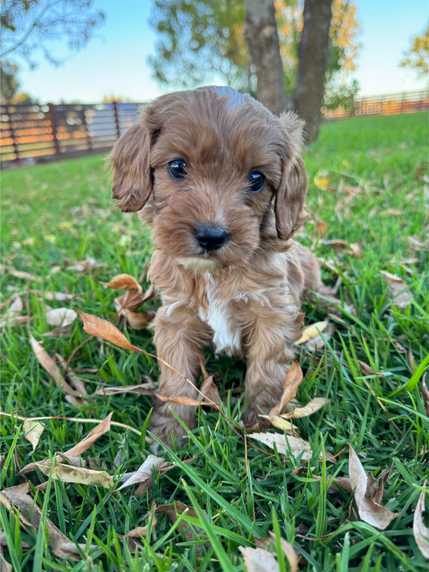 Cavoodle Puppies 7 | Domestic Animal | Ameys Puppies