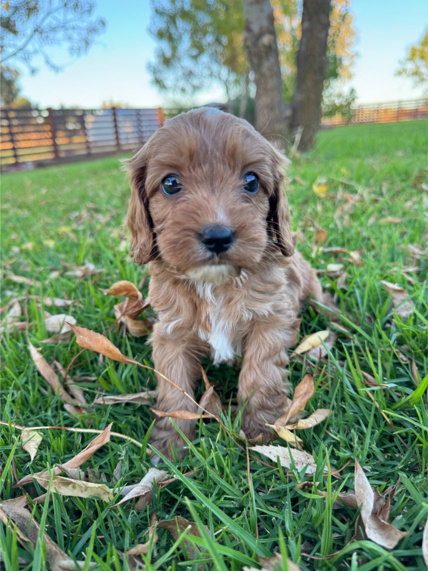 Cavoodle Puppies 7 | Domestic Animal | Ameys Puppies