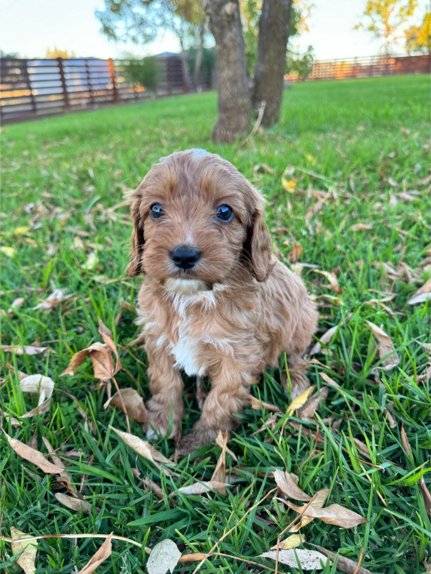 Cavoodle Puppies 7 | Domestic Animal | Ameys Puppies