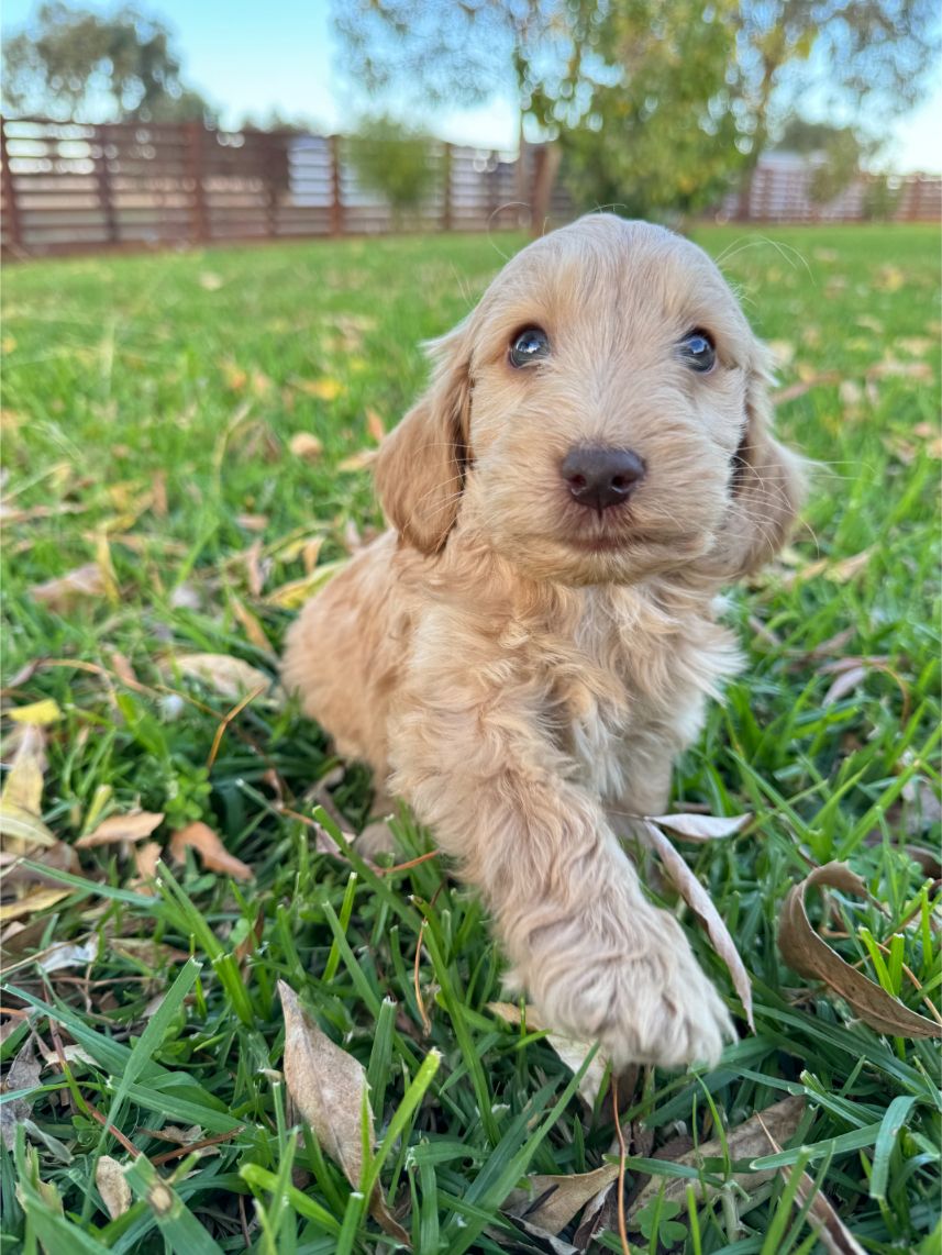 F1b Miniature Spoodle Girl 1 | Ameys Puppies