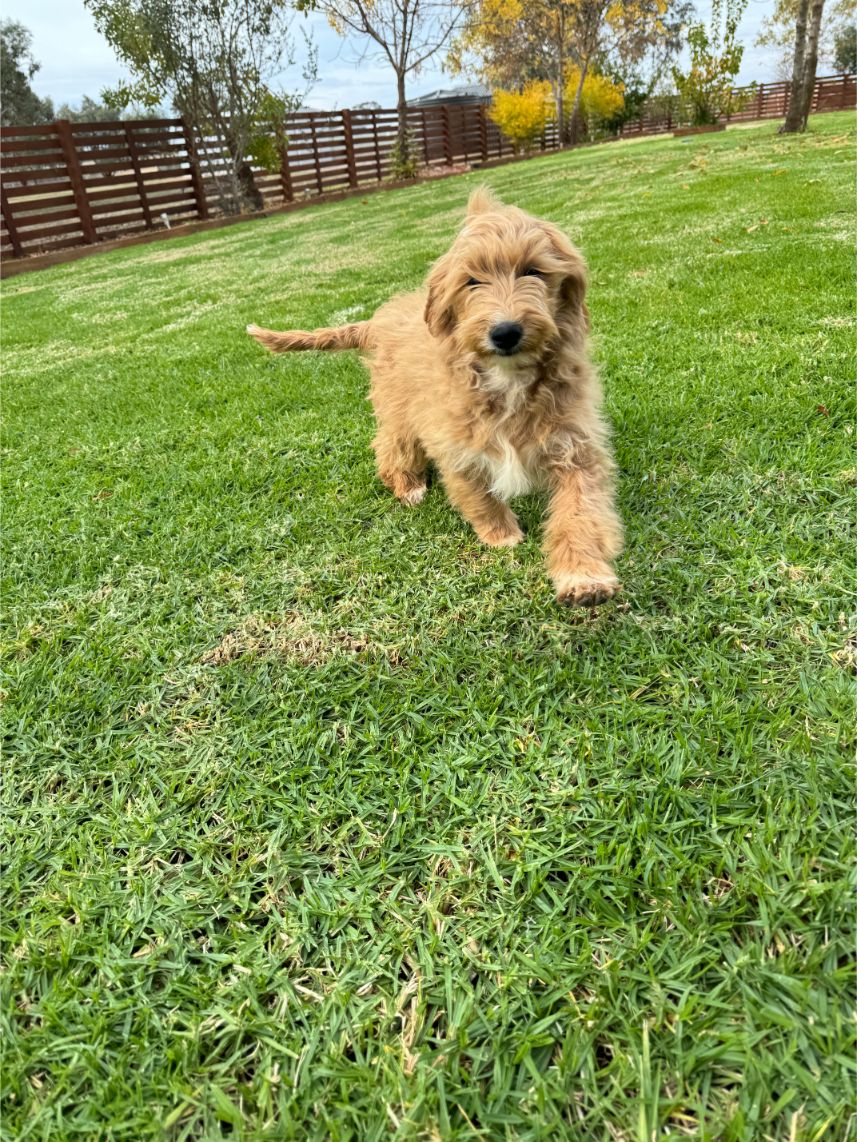 Medium Groodle Boy 5 | Domestic Animal | Ameys Puppies